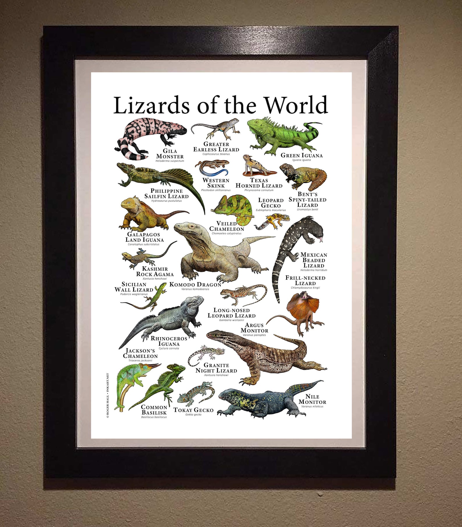 Lizards of the World Poster Print - Etsy