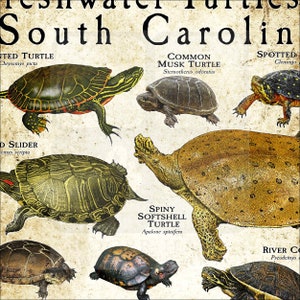 Freshwater Turtles of South Carolina Poster Print/field Guide - SIGNED ...