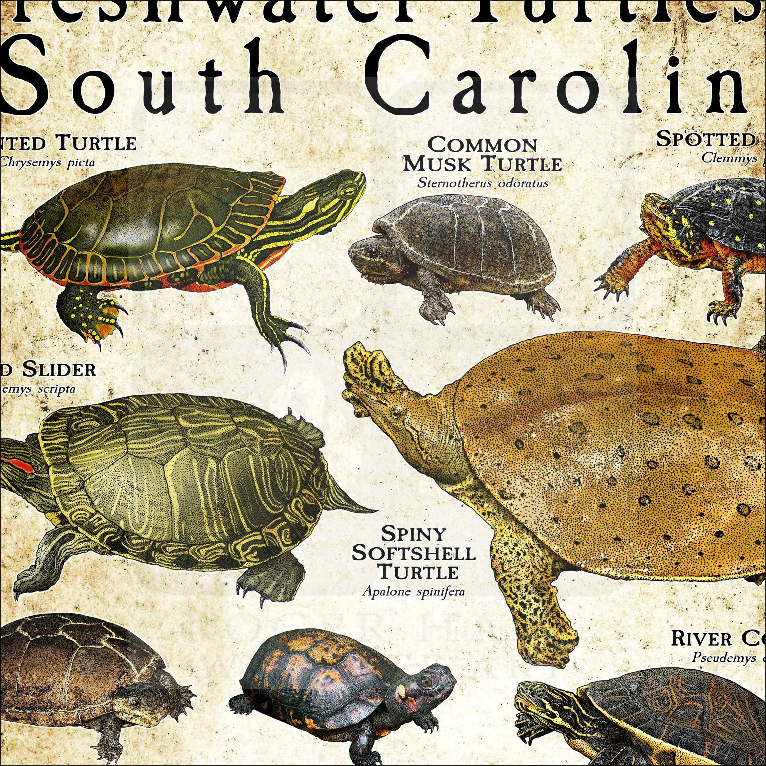 Freshwater Turtles of South Carolina Poster Print Field - Etsy