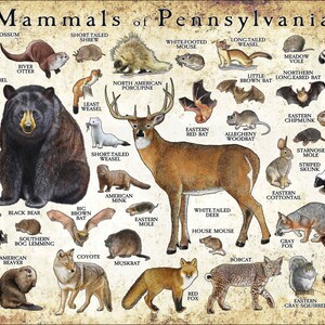 Pennsylvania Mammals Poster Print: Signed Wildlife Art Field Guide - Etsy