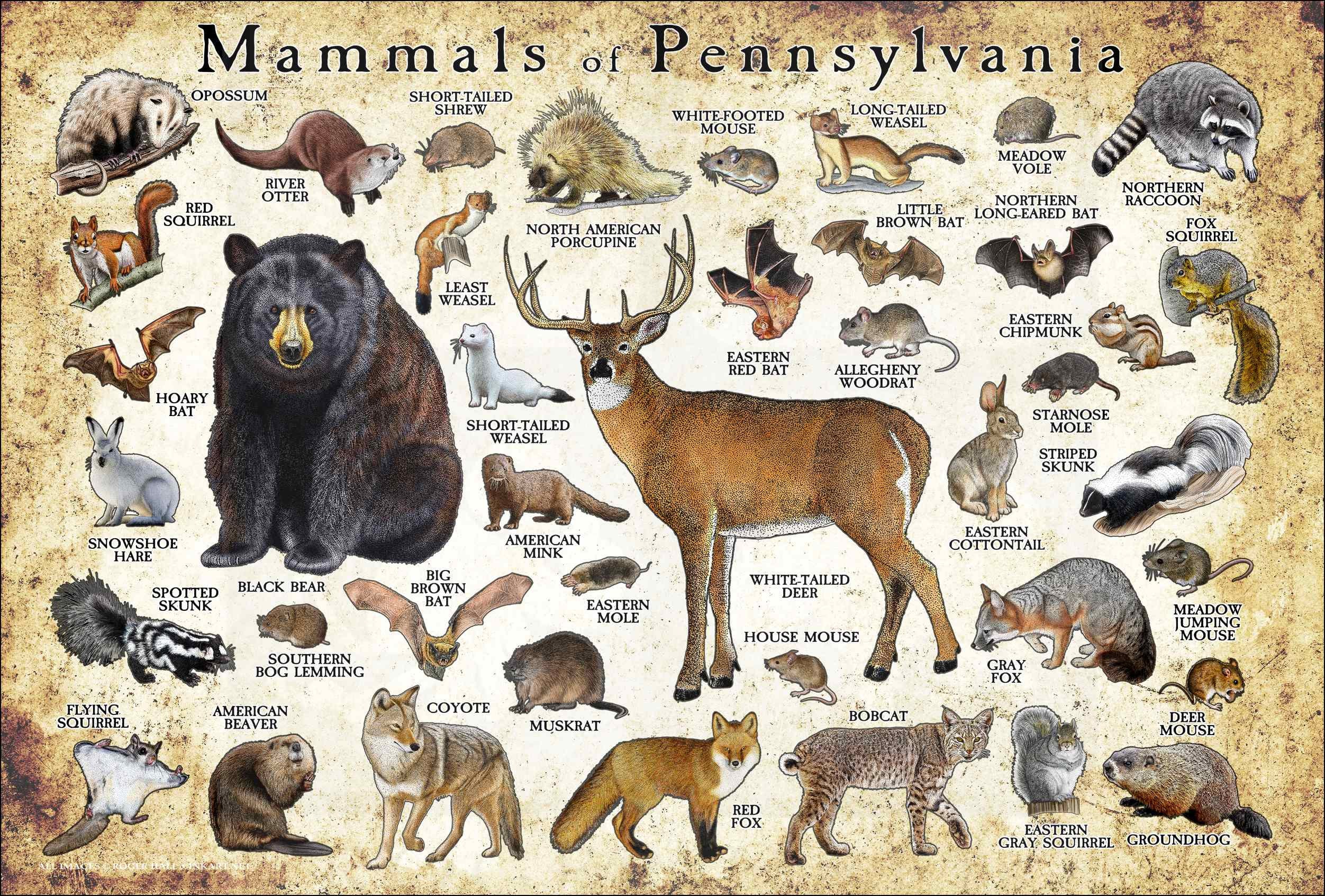 Pennsylvanian Animals