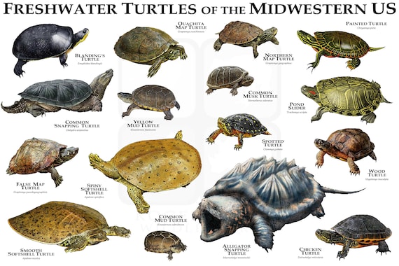 Freshwater Turtles of the Midwest Art Print / Field Guide - Etsy