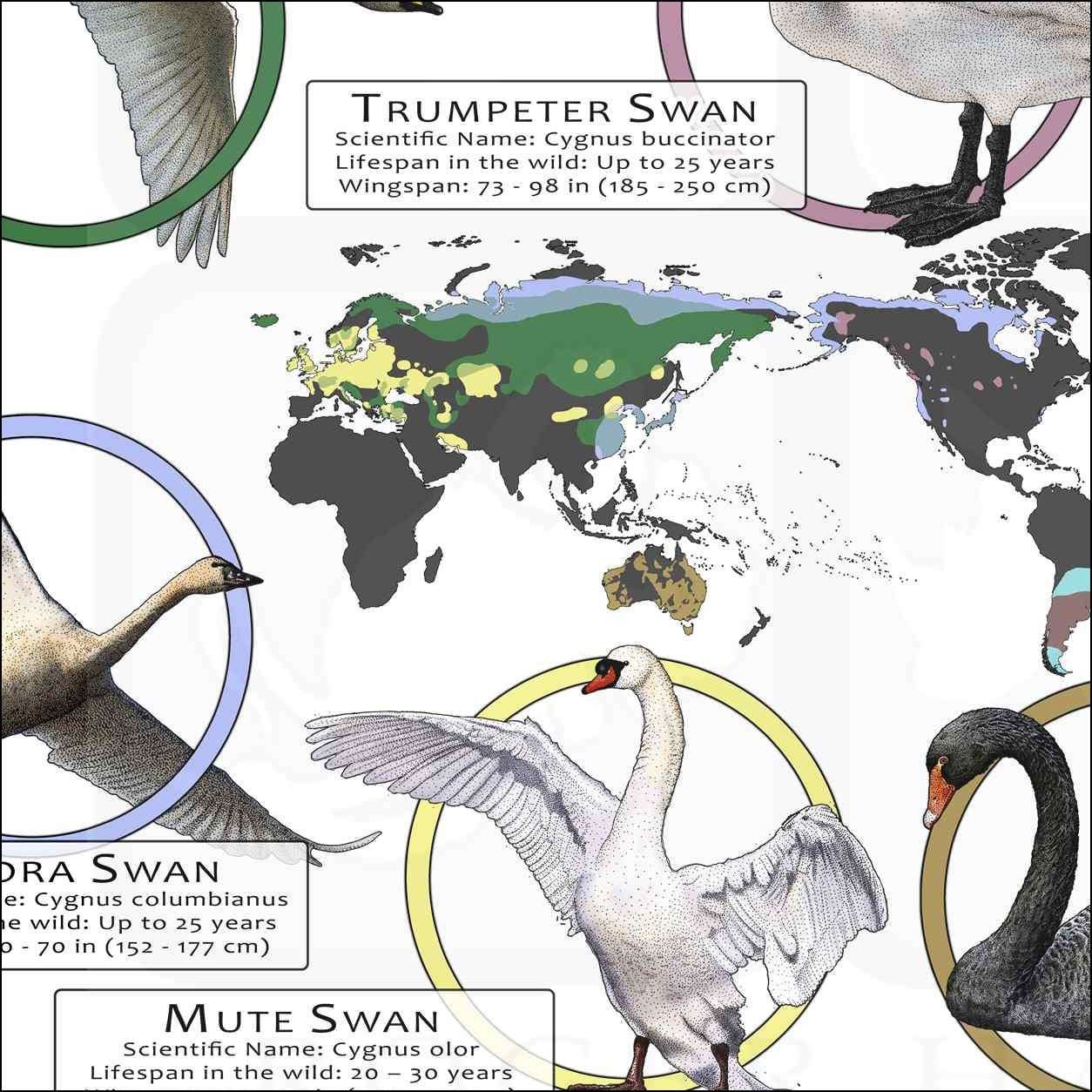 Trumpeter Swan Size Comparison