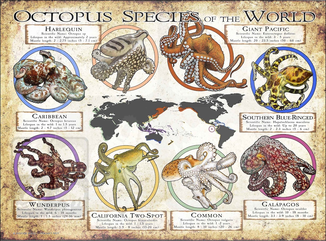Octopus Species of the World Poster Print - Etsy