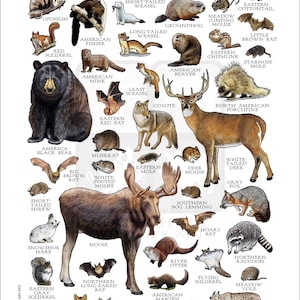 New Hampshire Mammals Poster Print: Signed Wildlife Art Field Guide - Etsy