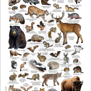Missouri Mammals Poster Print: Field Guide Art - Signed - Etsy