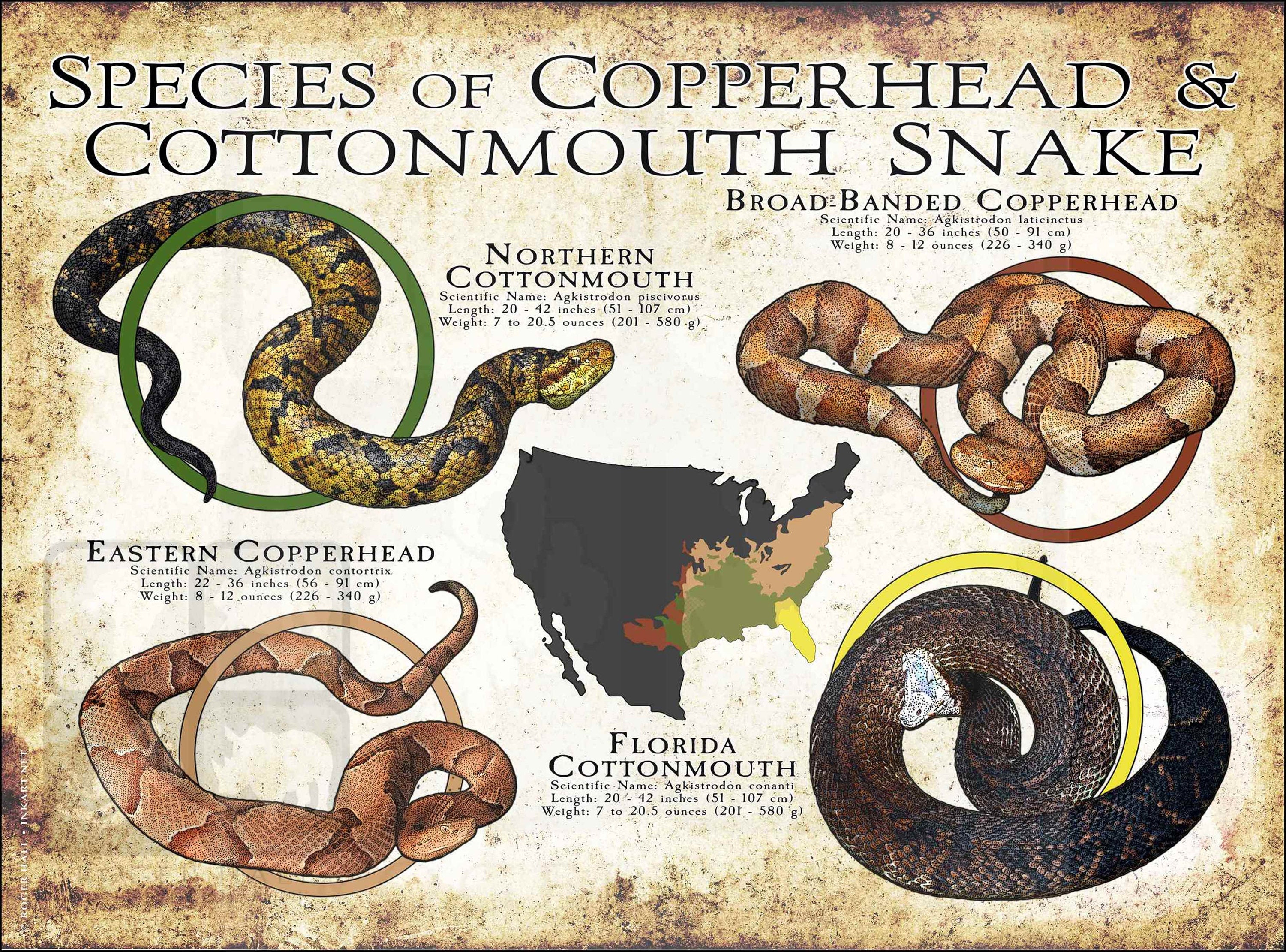 Copperhead Snake Baby Cottonmouth