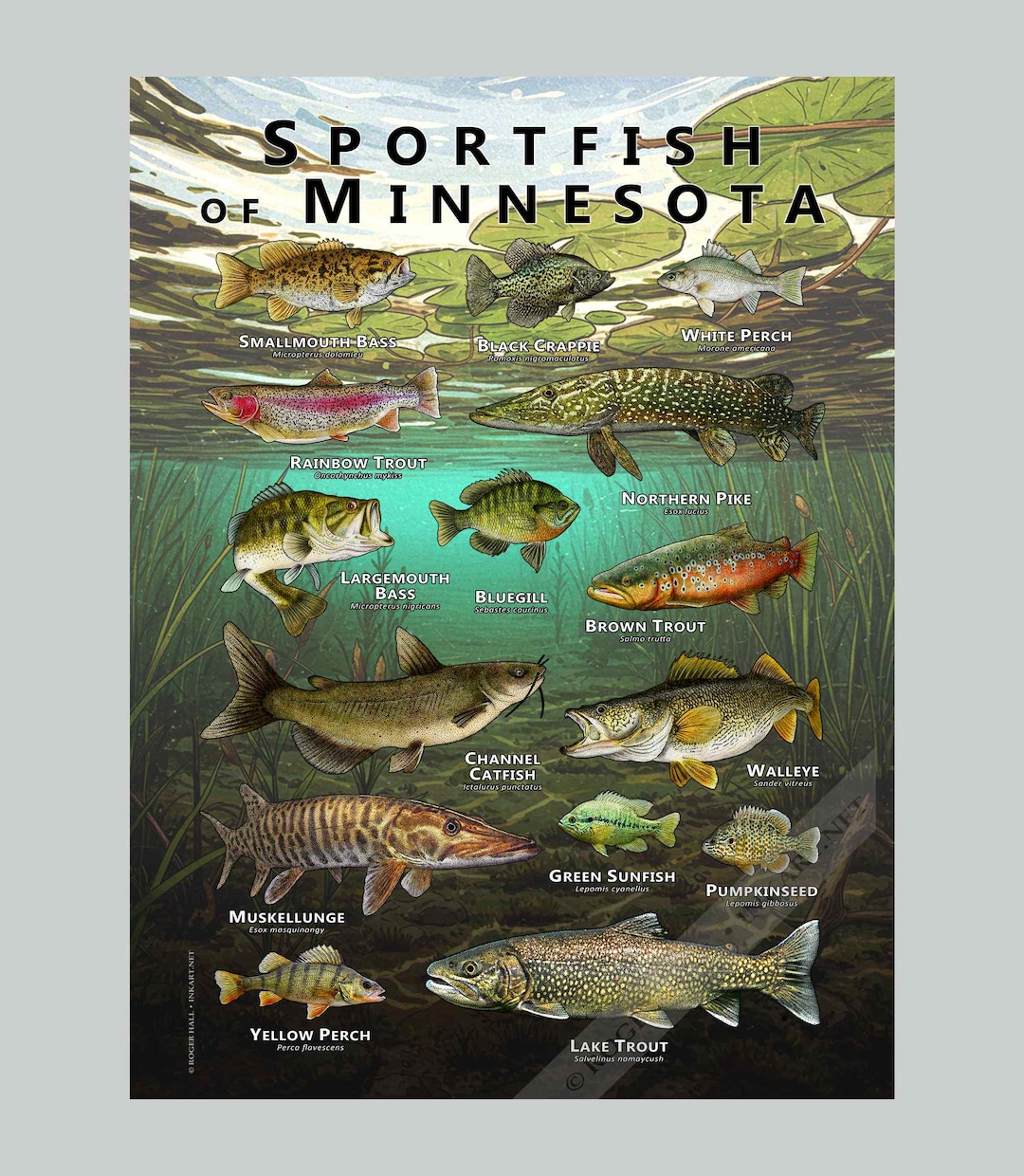 Sportfish of Minnesota Poster Print/field Guide - SIGNED BY ARTIST! - Etsy