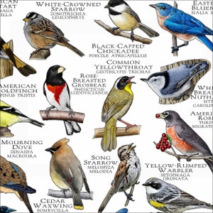 Songbirds of Wisconsin Poster Print Field Guide - Etsy