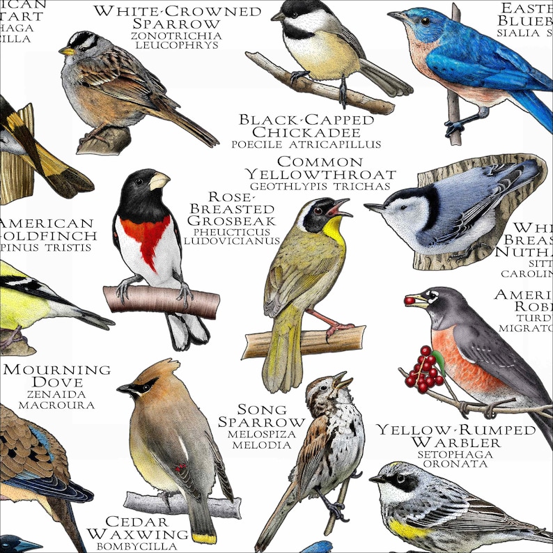 Songbirds of Wisconsin Poster Print Field Guide - Etsy
