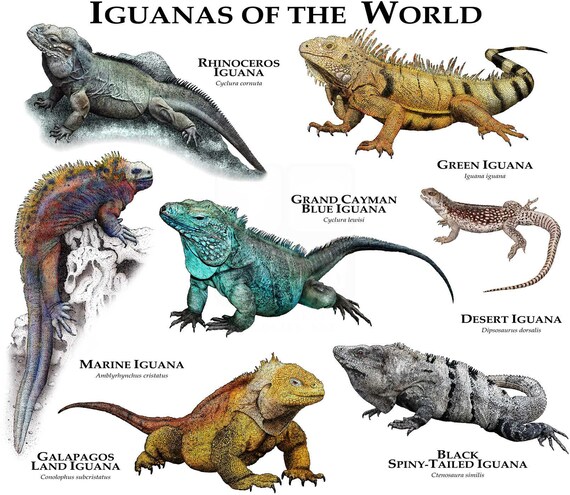 Dancing At The Blue Iguana Poster