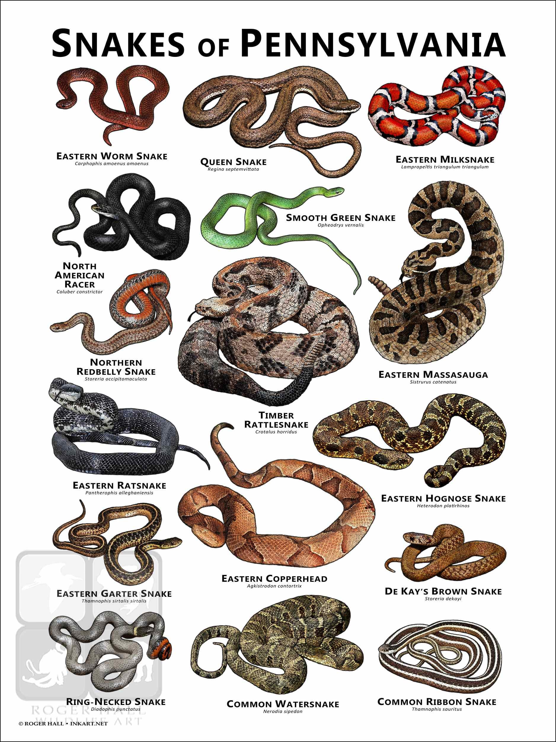 Snakes of Pennsylvania Poster Print/field Guide - SIGNED BY ARTIST! - Etsy