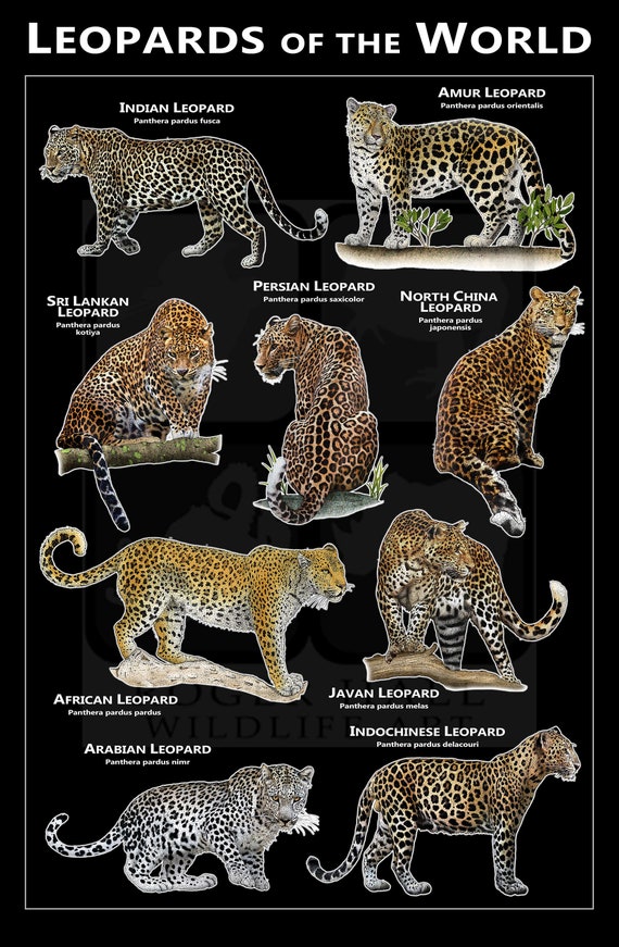 Leopards Size Diagram