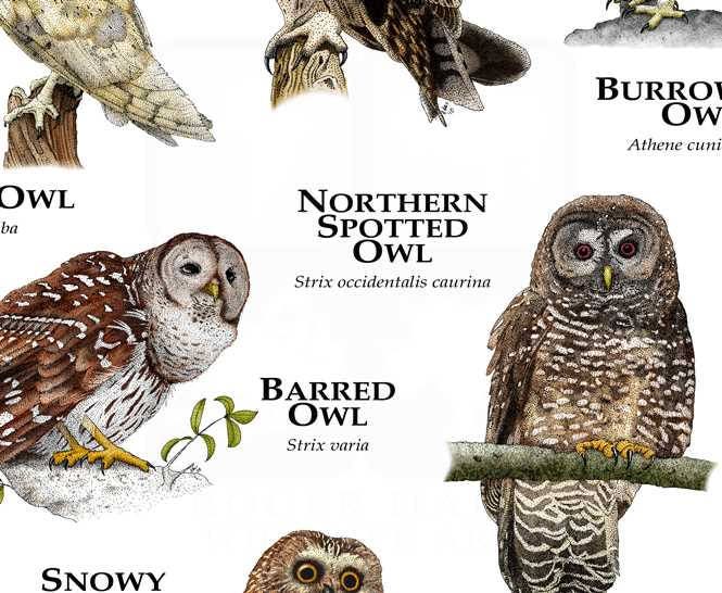 Owls of North America Poster Print - Etsy