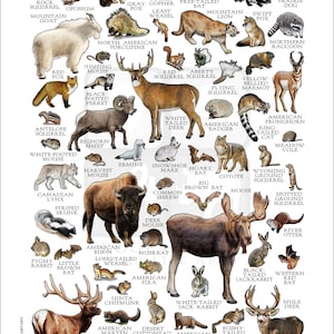 Utah Mammals Poster Print: Signed Wildlife Art Field Guide - Etsy