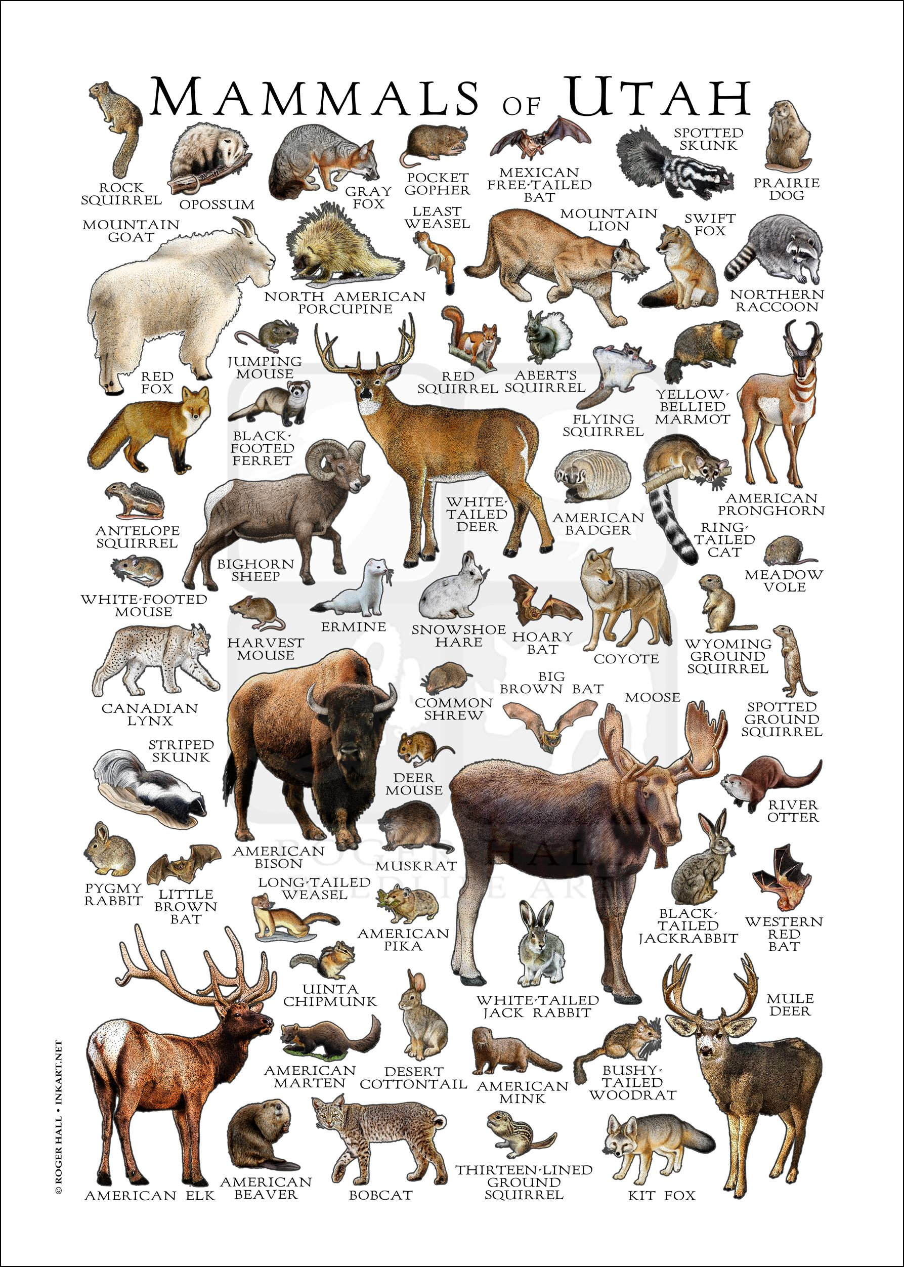 Utah Mammals Poster Print: Signed Wildlife Art Field Guide - Etsy