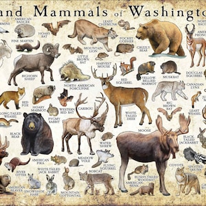 Washington Mammals Art Print: Pacific Northwest Field Guide, Signed - Etsy