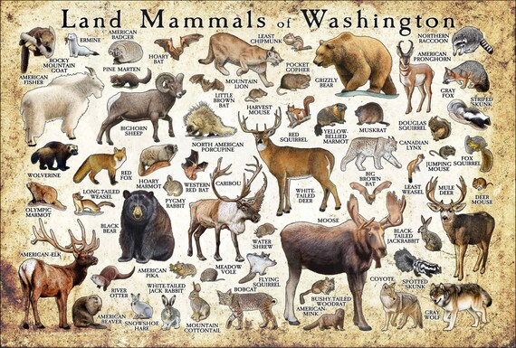 Mammals of Washington Poster Print / Washington Mammals Field | Etsy Norway