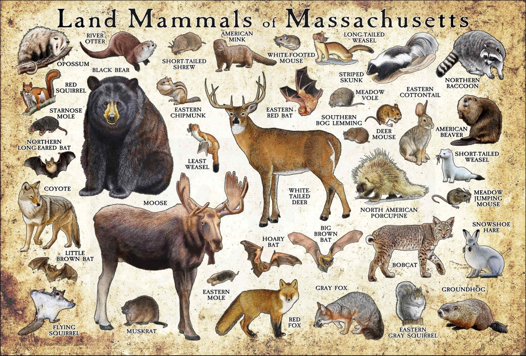 Land Mammals of Massachusetts Poster Print / Massachusetts Mammals ...
