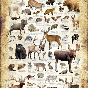 Washington Mammals Art Print: Pacific Northwest Field Guide, Signed - Etsy