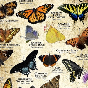 Butterflies of Michigan Poster Print Field Guide - Etsy