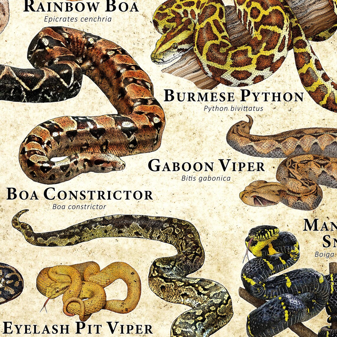 Snakes of the World Poster - Etsy Australia