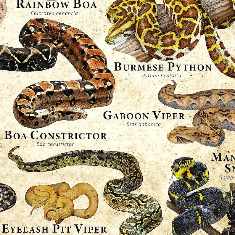 Snakes of the World Poster - Etsy