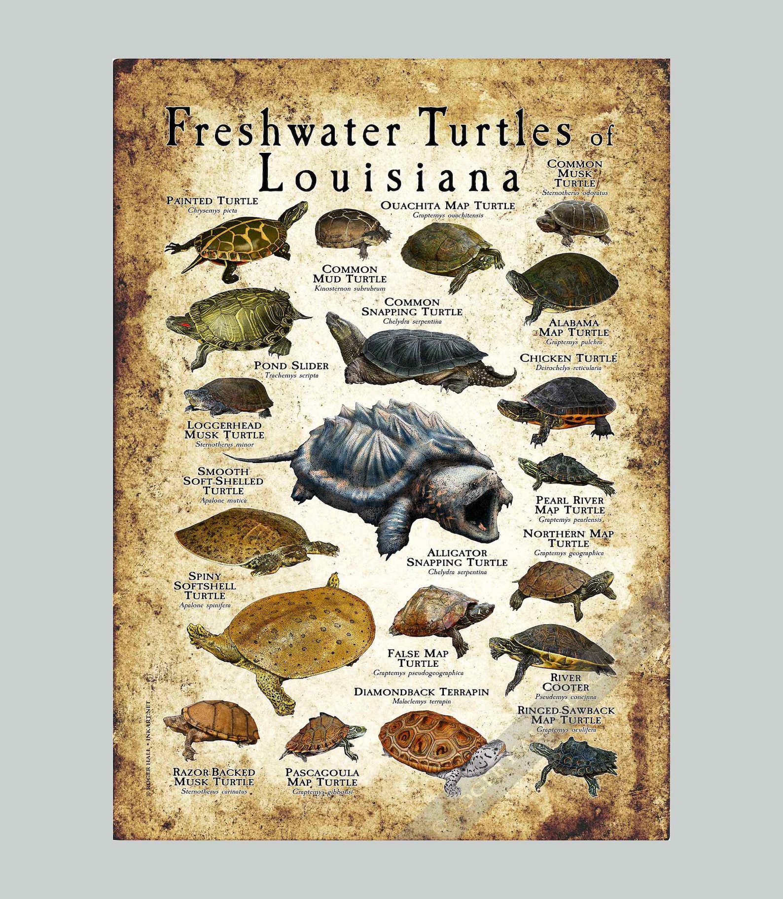 Freshwater Turtles of Louisiana Poster Print/field Guide - SIGNED BY ...