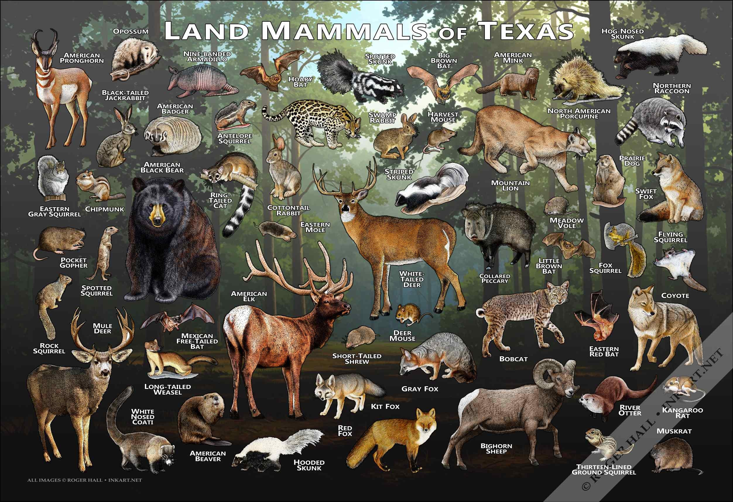 Texas Mammals Field Guide Poster Print: Signed Wildlife Art - Etsy