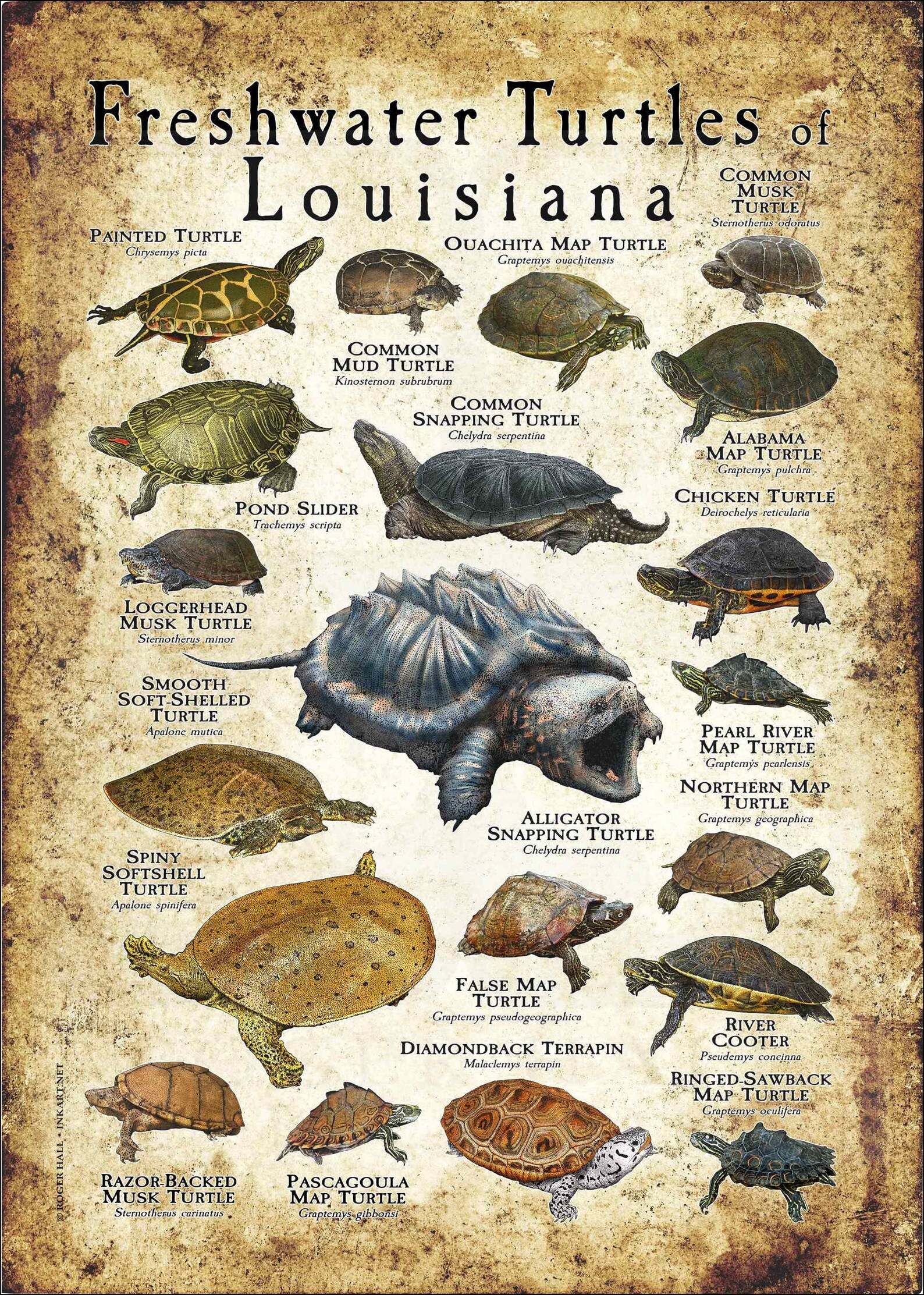 Freshwater Turtles of Louisiana Poster Print/field Guide - SIGNED BY ...