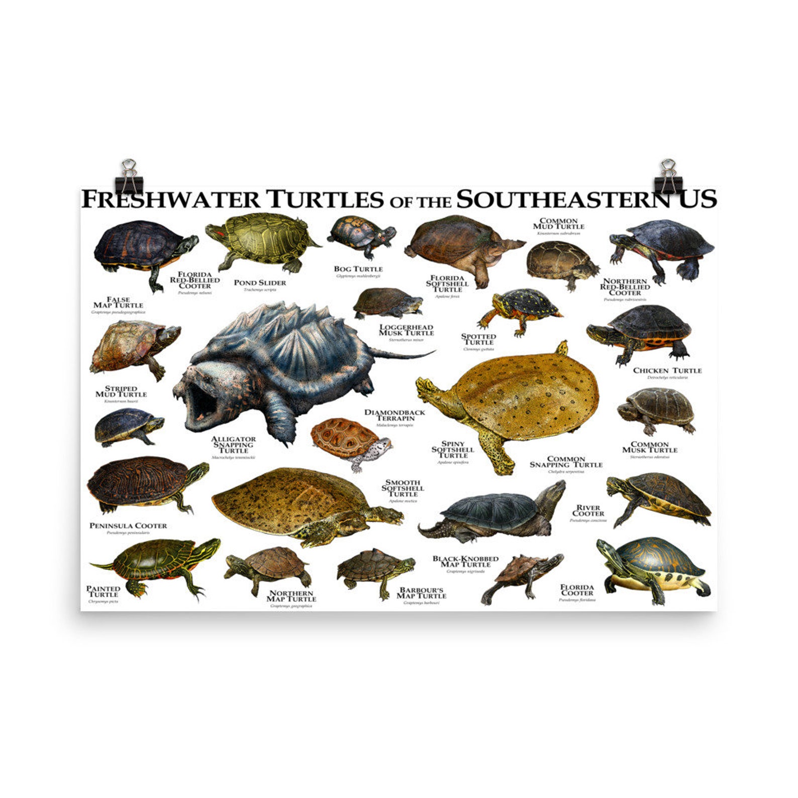 Freshwater Turtles of the Southeastern US Art Print / Field - Etsy