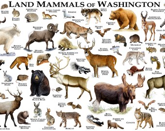 Mammals of Indiana Poster Print / Indiana Mammals Field Guide | Etsy