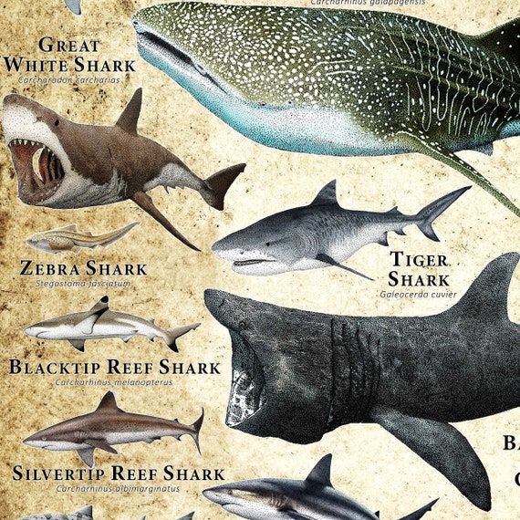 Different Types Of Sharks In The World