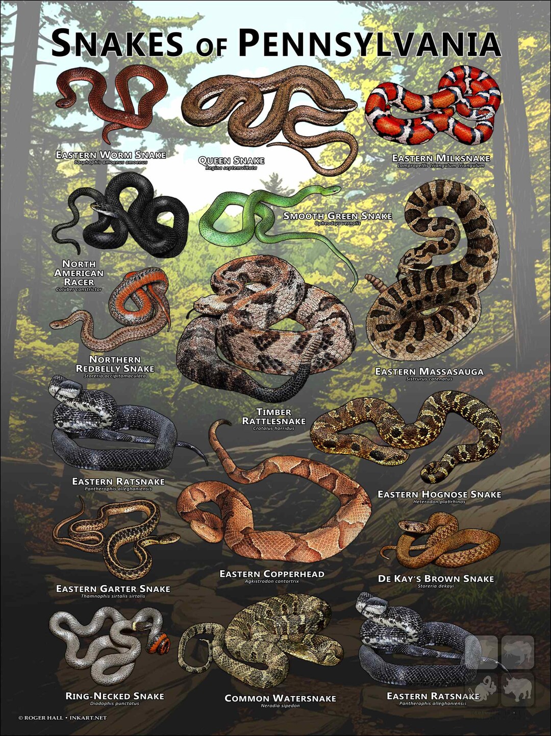 Snakes of Pennsylvania Poster Print/field Guide - SIGNED BY ARTIST! - Etsy