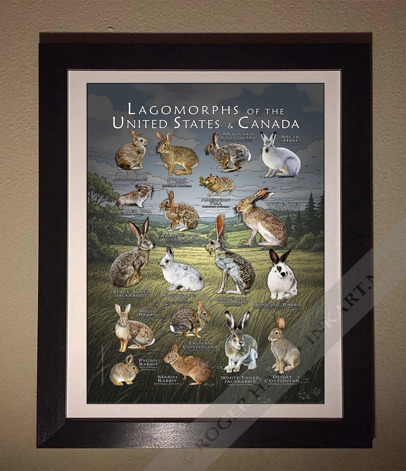 Lagomorphs of the United States and Canada Poster Print - SIGNED BY ...