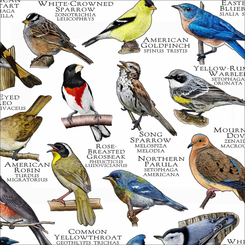 Songbirds of New Jersey Poster Print Field Guide - Etsy