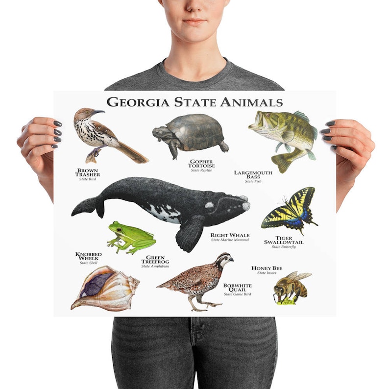 Georgia State Animals Poster Print | Etsy