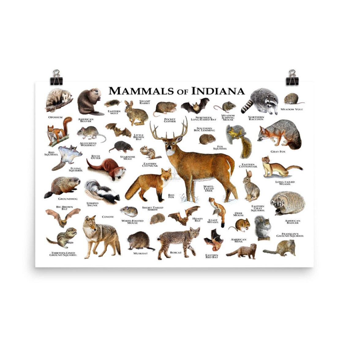 Mammals of Indiana Poster Print / Indiana Mammals Field Guide | Etsy