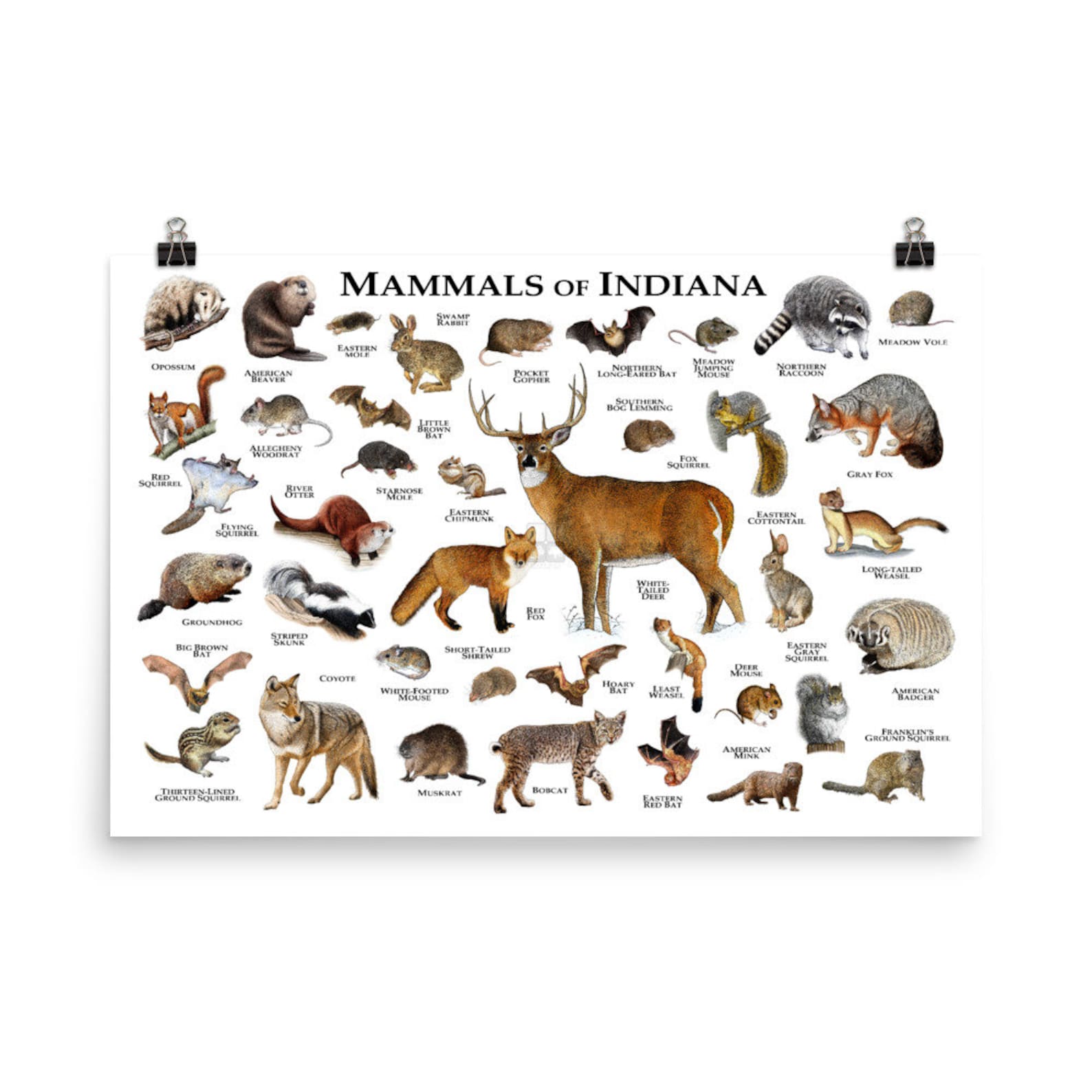 Mammals of Indiana Poster Print / Indiana Mammals Field Guide | Etsy