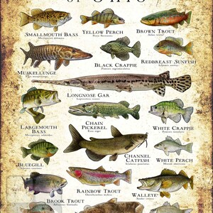 Sportfish of Ohio Poster Print/field Guide - SIGNED BY ARTIST! - Etsy