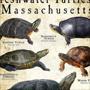 Freshwater Turtles of Massachusetts Poster Print/field Guide - SIGNED ...