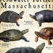Freshwater Turtles of Massachusetts Poster Print/field Guide - SIGNED ...