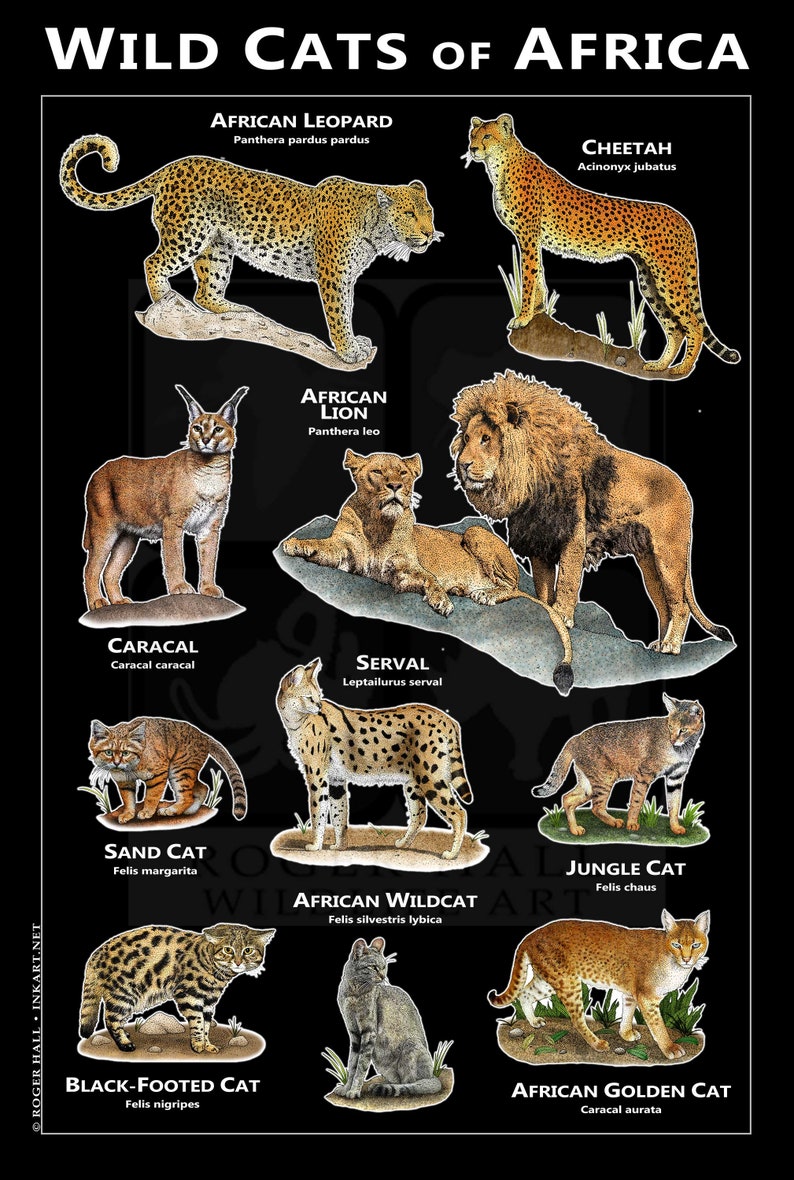 Wild Cats Of Africa Poster Etsy wild-cats-of-africa-poster-etsy