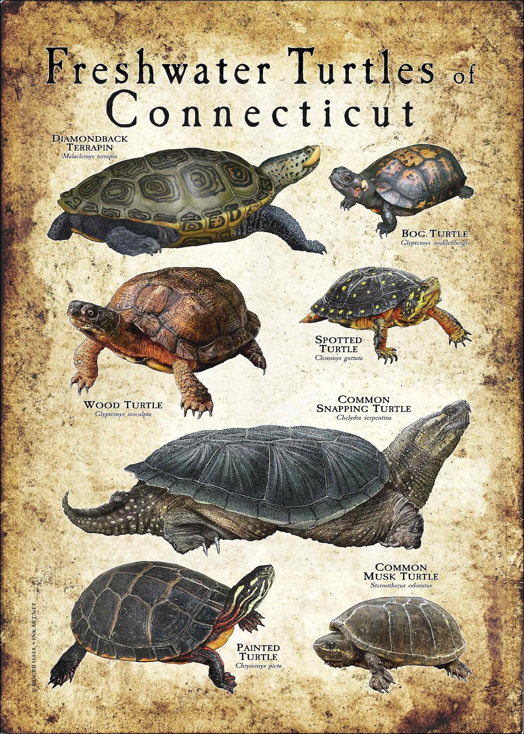 Freshwater Turtles of Connecticut Poster Print/field Guide - SIGNED BY ...