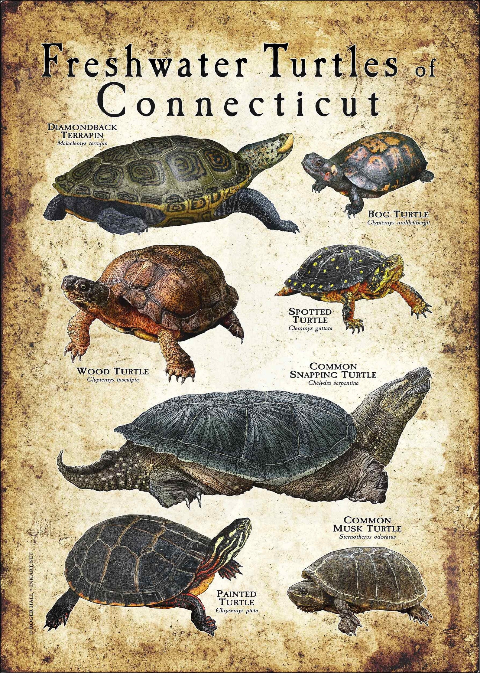 Freshwater Turtles of Connecticut Poster Print Field Guide - Etsy