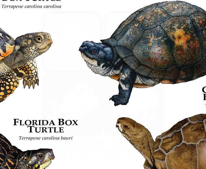 Box Turtles of North America Poster Print - Etsy