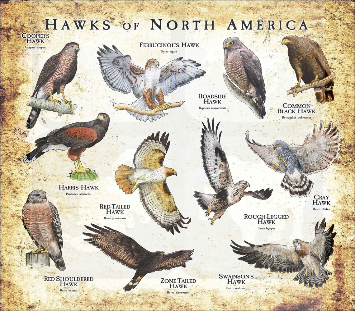 Hawks of North America - Etsy