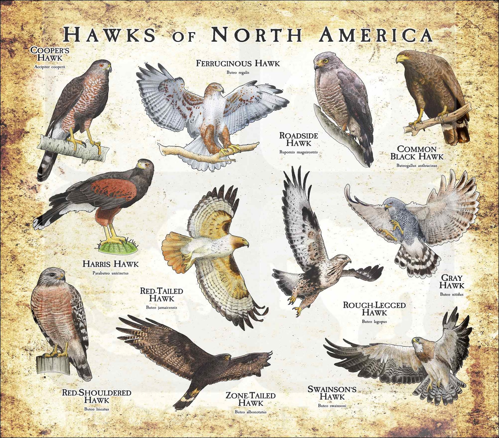 Hawks of North America - Etsy