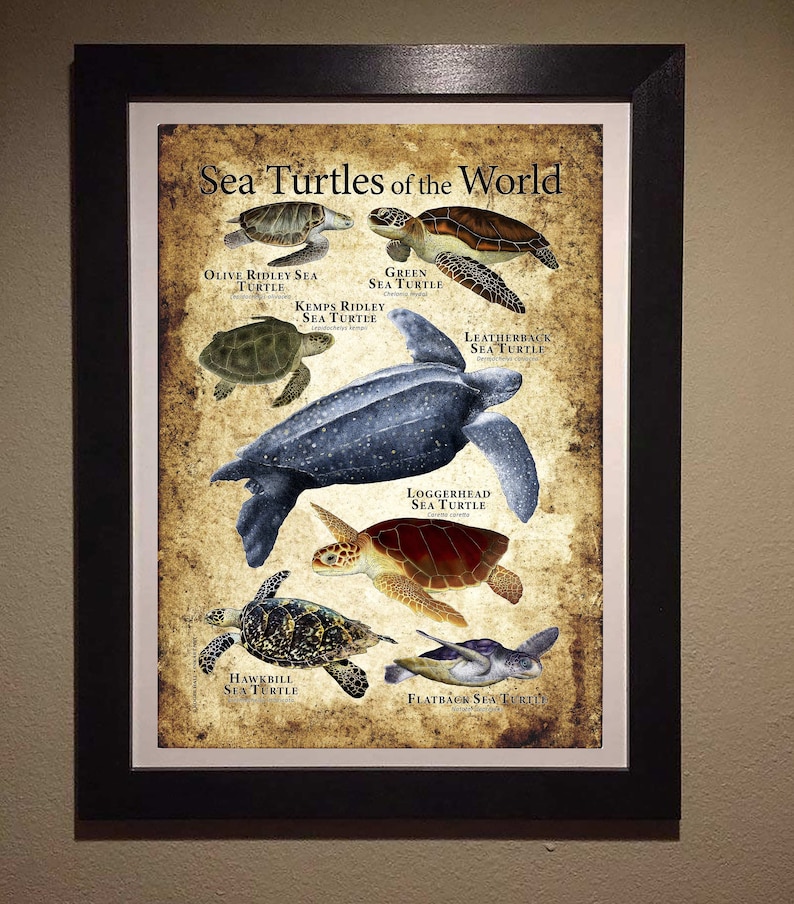 Sea Turtles of the World Poster Print - Etsy