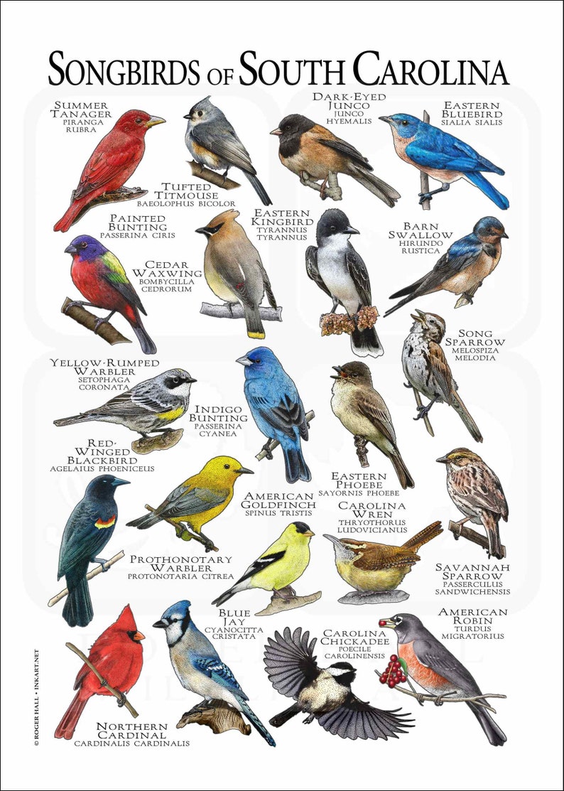 Songbirds of South Carolina Poster Print Field Guide - Etsy